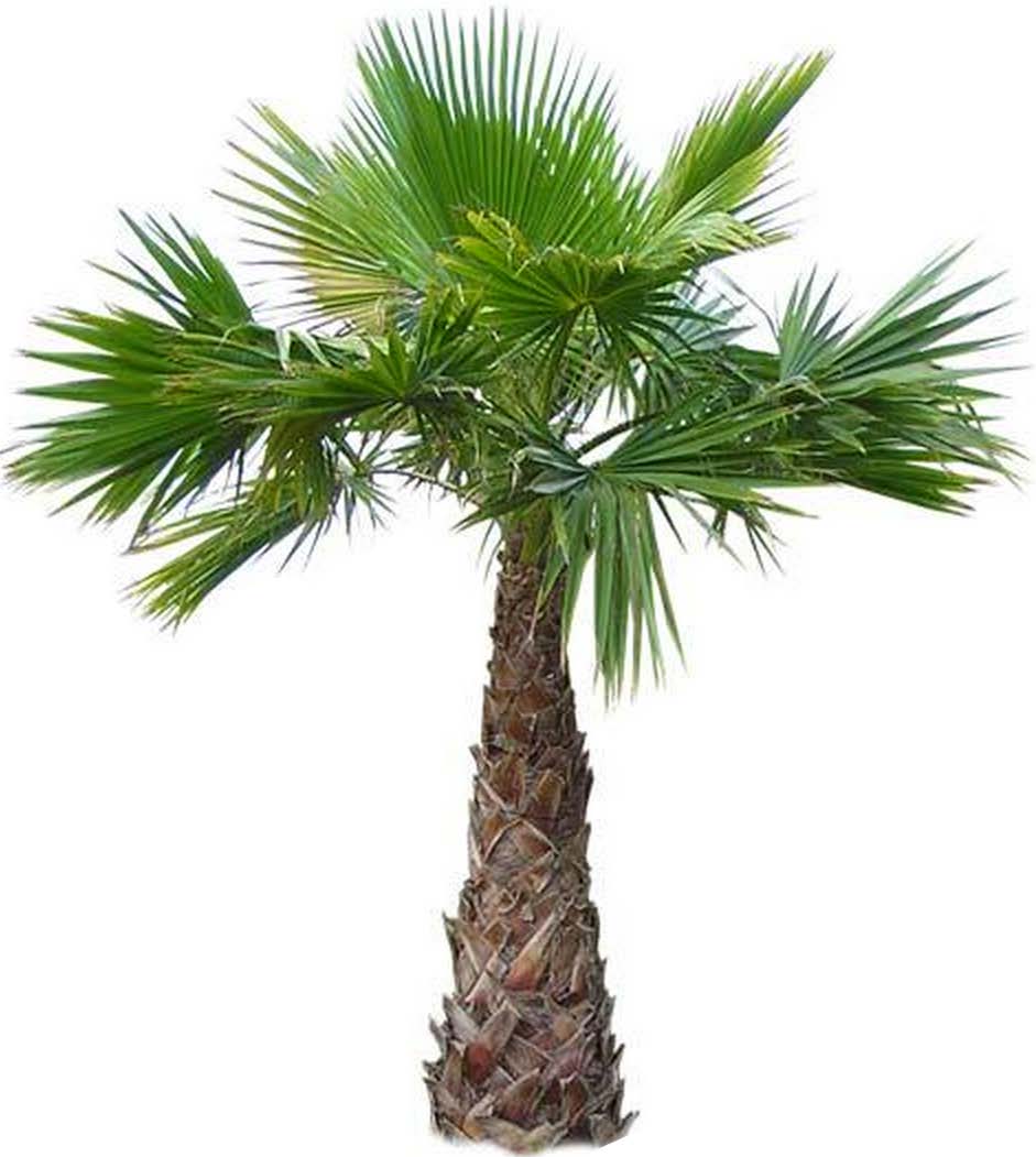 Palmera Washingtonia - Vivers Garden Moner